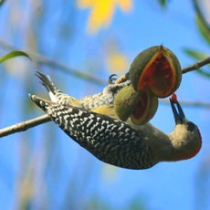 Birding Nicaragua - Guided Bird Watching Tour in Nicaragua